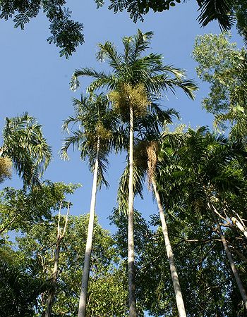 Carpentaria acuminata - Palmpedia - Palm Grower's Guide