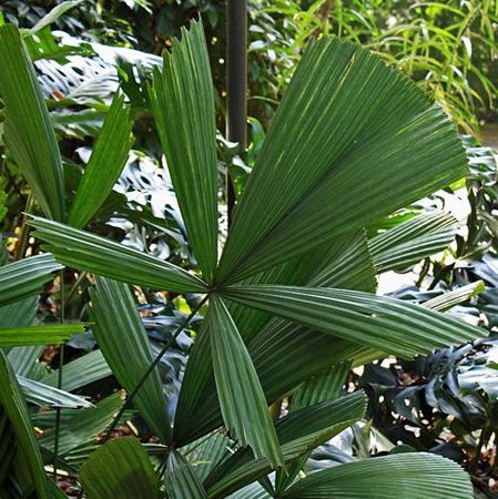 Licuala bintulensis - Palmpedia - Palm Grower's Guide