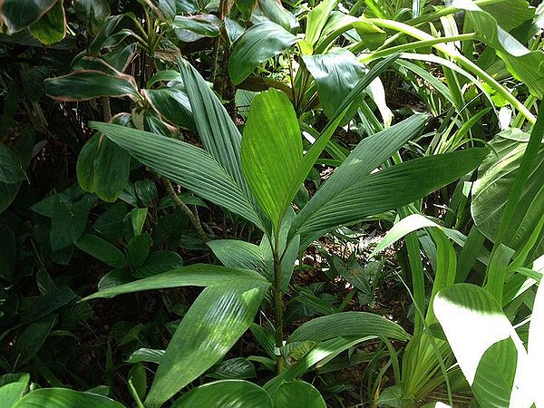 Pinanga cleistantha - Palmpedia - Palm Grower's Guide