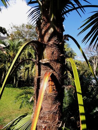 Trachycarpus latisectus - Palmpedia - Palm Grower's Guide