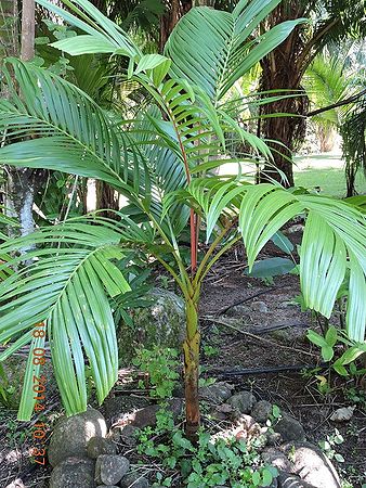 Loxococcus rupicola - Palmpedia - Palm Grower's Guide