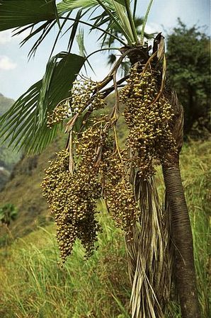 Trachycarpus martianus - Palmpedia - Palm Grower's Guide