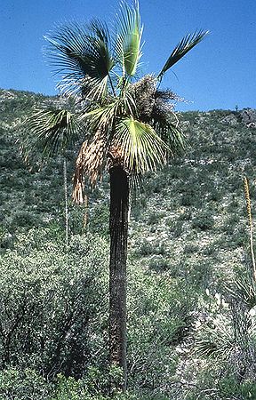Brahea dulcis - Palmpedia - Palm Grower's Guide