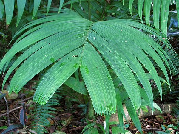 Pinanga scortechinii - Palmpedia - Palm Grower's Guide