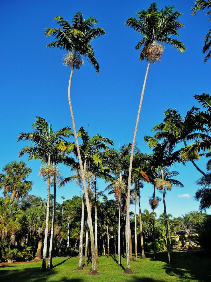 Veitchia winin - Palmpedia - Palm Grower's Guide