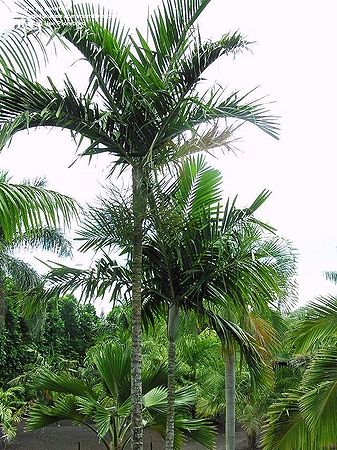 Ptychosperma schefferi - Palmpedia - Palm Grower's Guide
