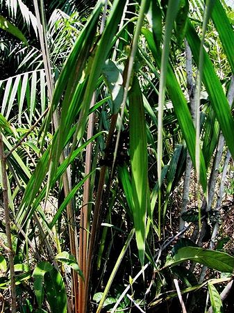 Barcella odora - Palmpedia - Palm Grower's Guide