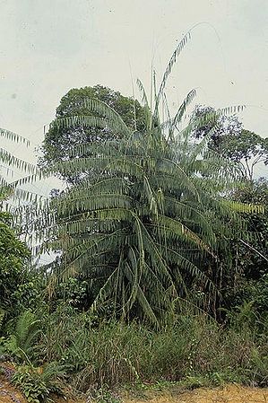 Calamus manan - Palmpedia - Palm Grower's Guide