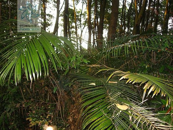 Calamus rhabdocladus - Palmpedia - Palm Grower's Guide