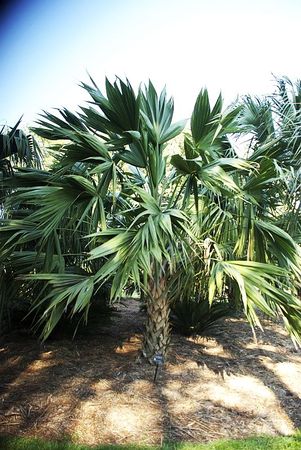 Sabal sp. 'Lisa' - Palmpedia - Palm Grower's Guide