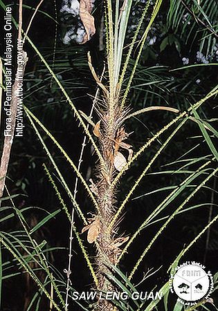 Daemonorops kunstleri - Palmpedia - Palm Grower's Guide