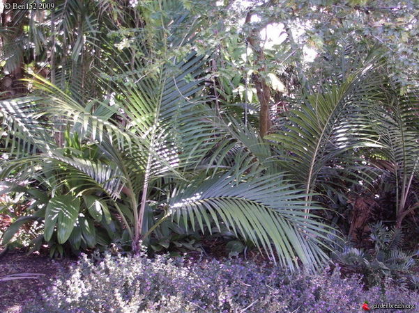 Cyphophoenix alba - Palmpedia - Palm Grower's Guide