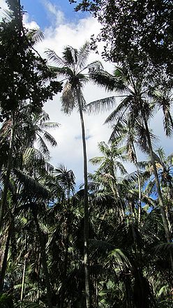 Howea forsteriana - Palmpedia - Palm Grower's Guide