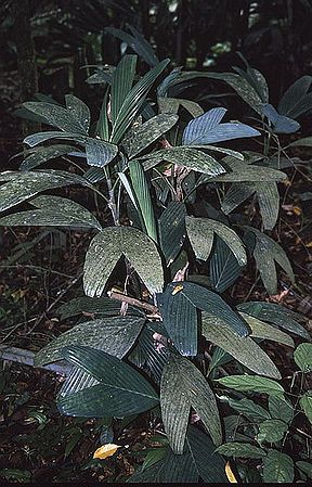 Pinanga disticha - Palmpedia - Palm Grower's Guide