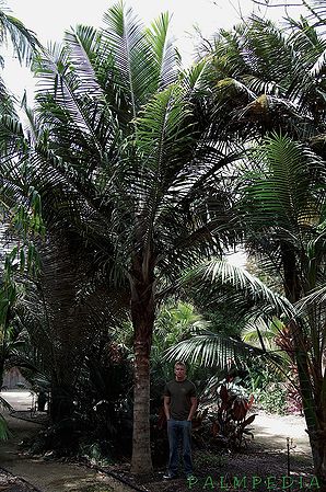 Ravenea madagascariensis var. 'monticola' - Palmpedia - Palm Grower's Guide