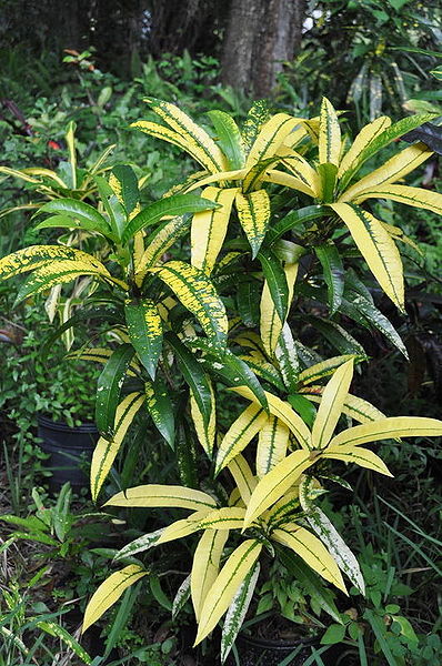 YELLOW QUILL - Palmpedia - Palm Grower's Guide