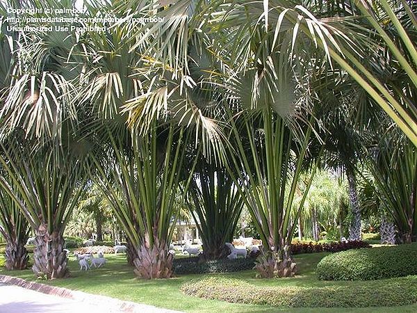 Corypha lecomtei - Palmpedia - Palm Grower's Guide