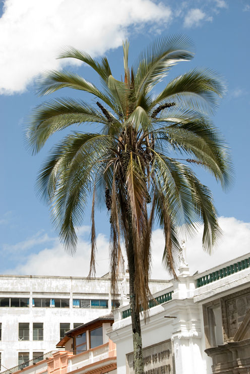 Parajubaea cocoides - Palmpedia - Palm Grower's Guide