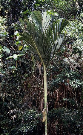 Areca macrocalyx - Palmpedia - Palm Grower's Guide