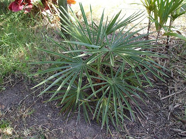 Livistona humilis - Palmpedia - Palm Grower's Guide