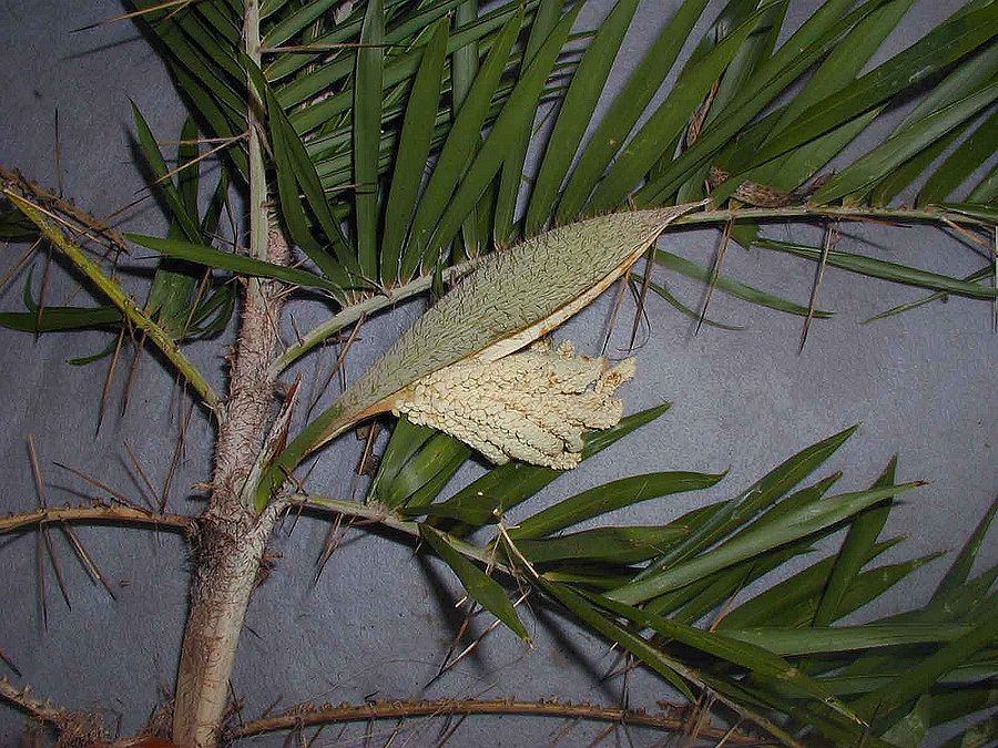 Bactris guineensis - Palmpedia - Palm Grower's Guide