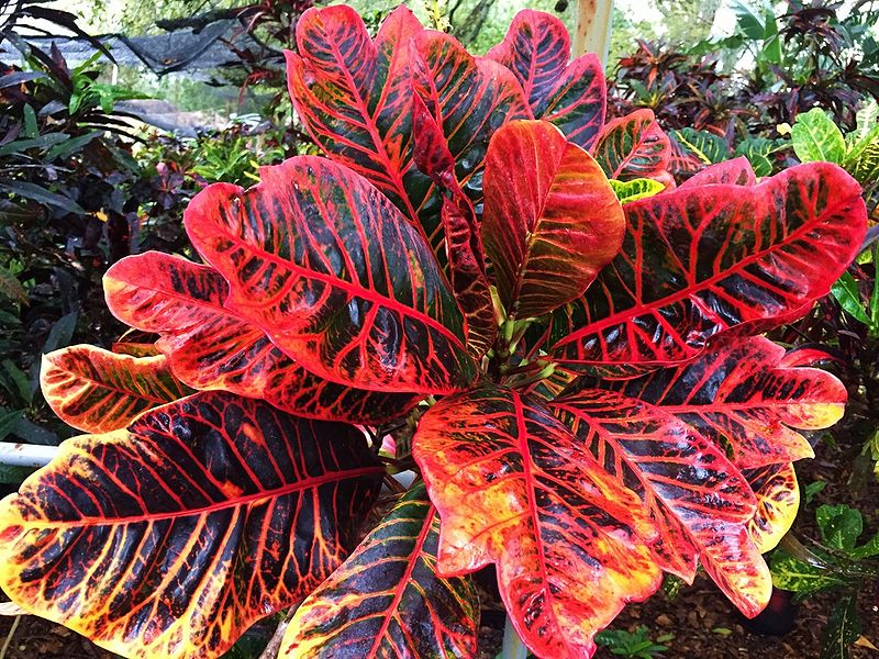 ANGEL WING - Palmpedia - Palm Grower's Guide