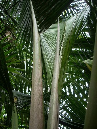 Cyphophoenix alba - Palmpedia - Palm Grower's Guide