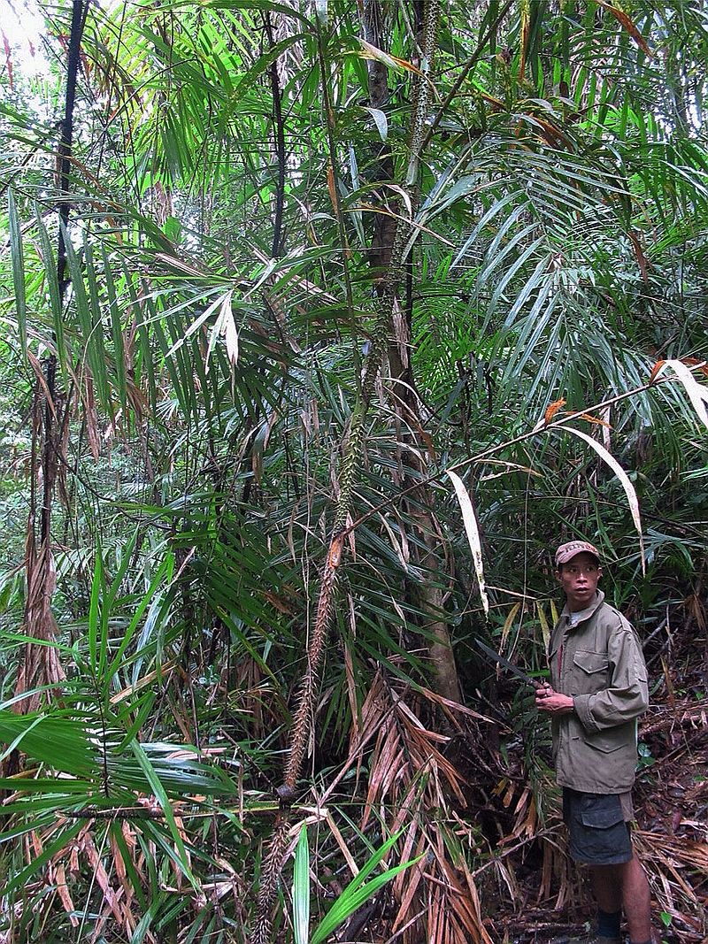 Calamus nambariensis - Palmpedia - Palm Grower's Guide