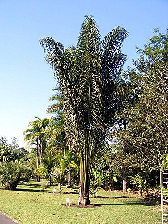 Attalea funifera - Palmpedia - Palm Grower's Guide