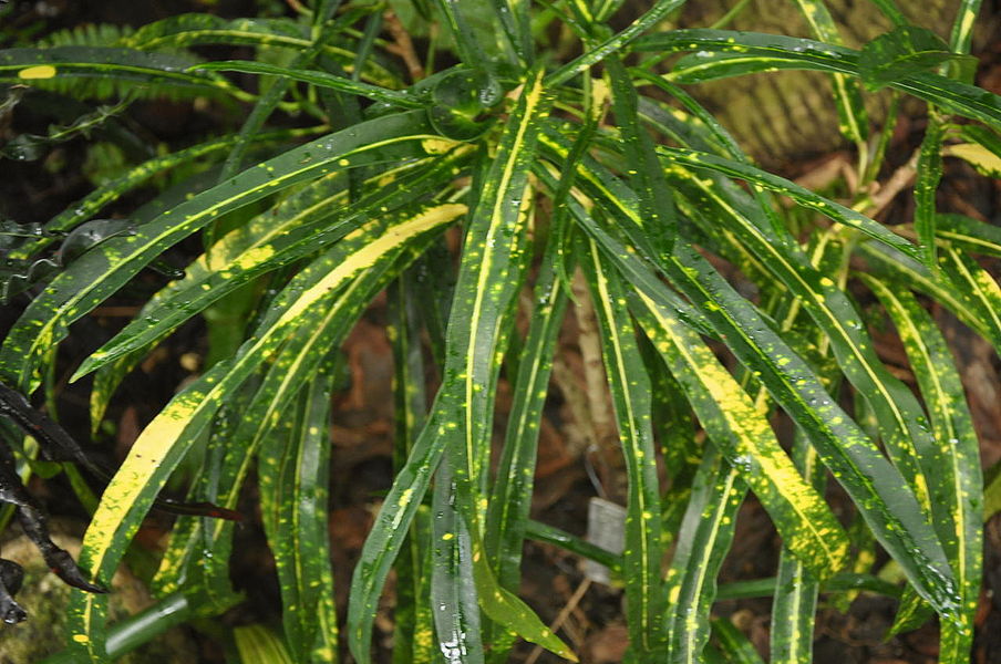 QUEEN EMMA - Palmpedia - Palm Grower's Guide