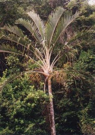 Orania trispatha - Palmpedia - Palm Grower's Guide