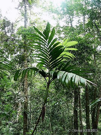 Pinanga sylvestris - Palmpedia - Palm Grower's Guide
