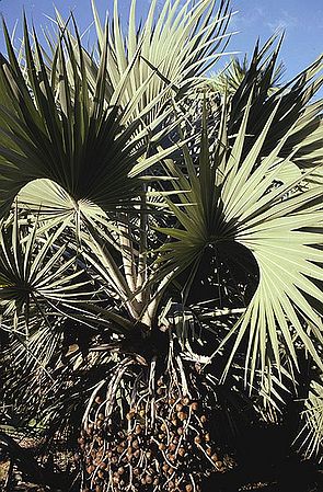 Hyphaene coriacea - Palmpedia - Palm Grower's Guide