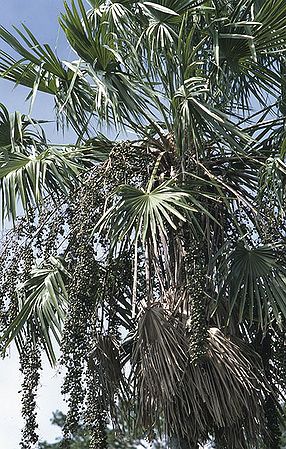 Copernicia alba - Palmpedia - Palm Grower's Guide