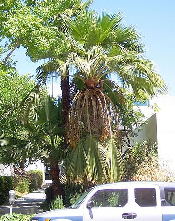 Brahea edulis - Palmpedia - Palm Grower's Guide