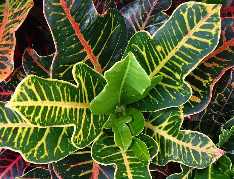 Bravo Croton Plant