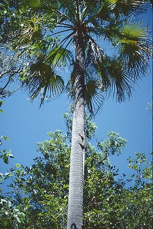 Livistona nitida - Palmpedia - Palm Grower's Guide