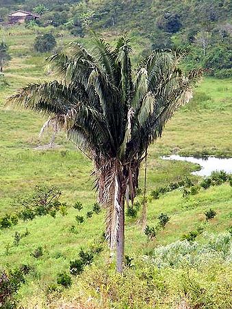 Attalea oleifera - Palmpedia - Palm Grower's Guide