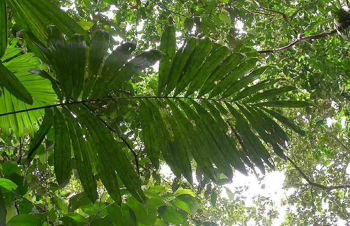 Bactris gracilior - Palmpedia - Palm Grower's Guide