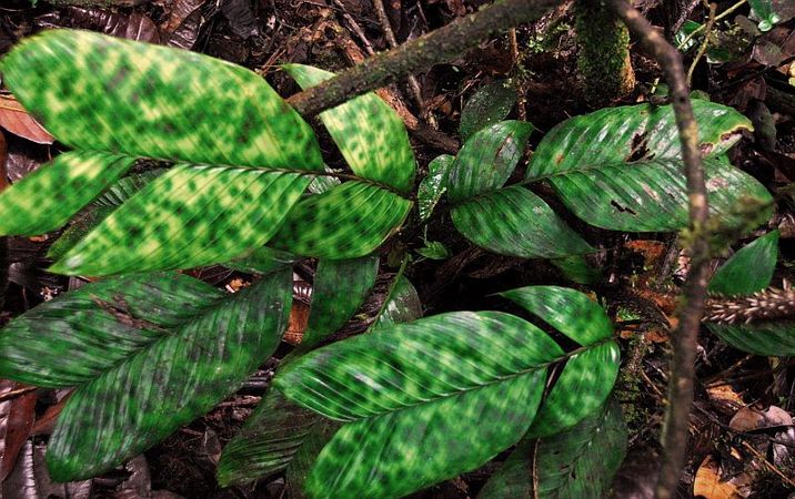 Pinanga aristata - Palmpedia - Palm Grower's Guide