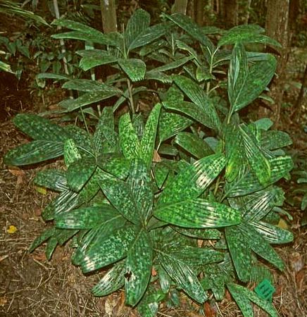 Pinanga aristata - Palmpedia - Palm Grower's Guide