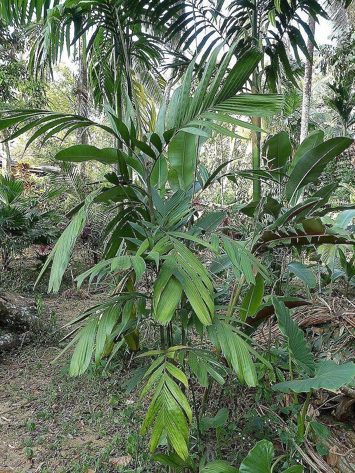Pinanga sinii - Palmpedia - Palm Grower's Guide