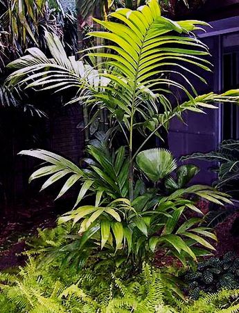 Areca triandra - Palmpedia - Palm Grower's Guide