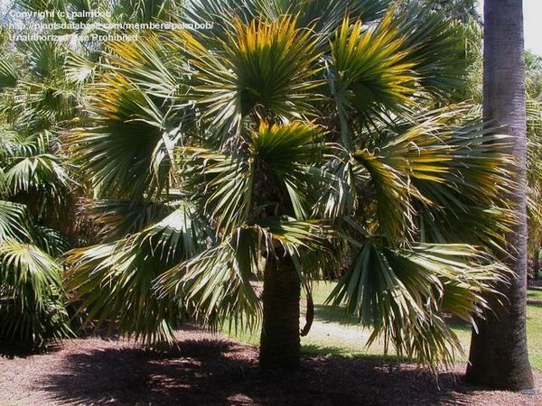 Sabal domingensis - Palmpedia - Palm Grower's Guide