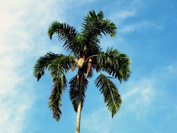 Syagrus sancona - Palmpedia - Palm Grower's Guide