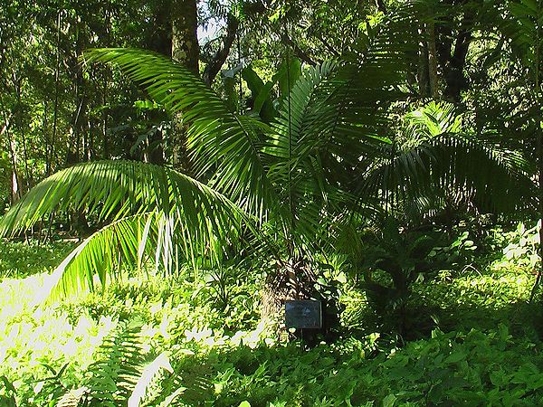 Leopoldinia piassaba - Palmpedia - Palm Grower's Guide