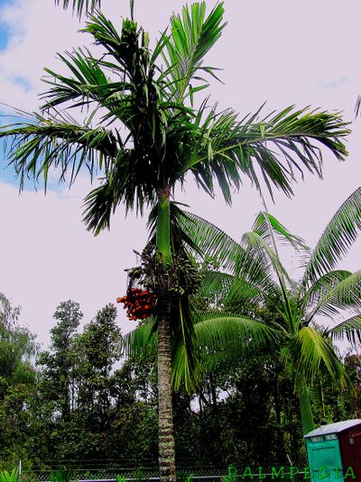 Areca macrocalyx - Palmpedia - Palm Grower's Guide