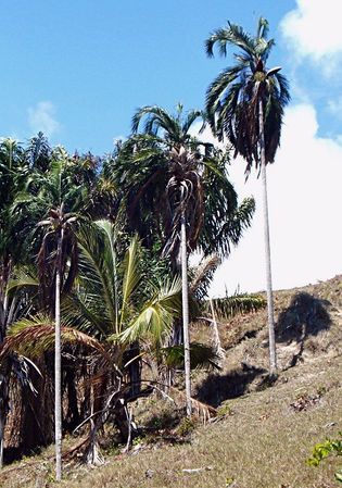 Syagrus botryophora - Palmpedia - Palm Grower's Guide