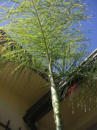 Chamaedorea plumosa - Palmpedia - Palm Grower's Guide