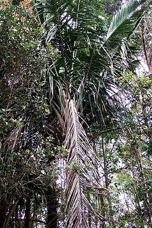 Ravenea madagascariensis - Palmpedia - Palm Grower's Guide